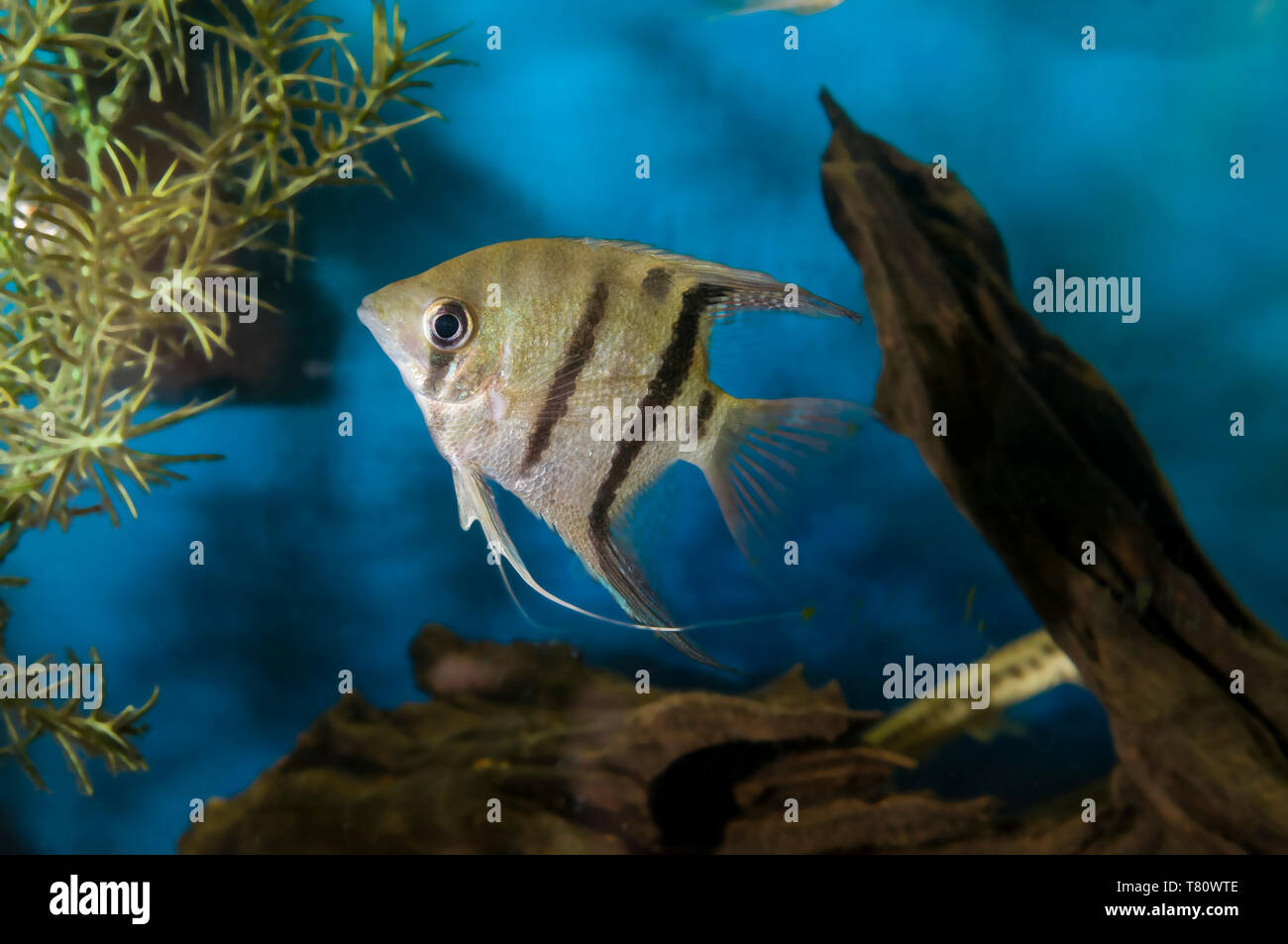 Freshwater angelfish hi-res stock photography and images - Alamy