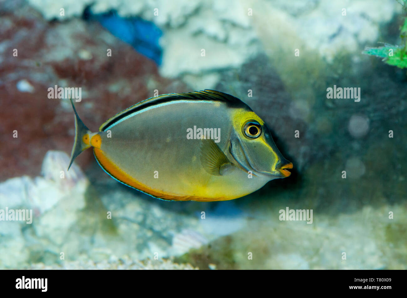 Minnesota. Aquarium fish. Naso Tang, Naso lituratus Stock Photo - Alamy