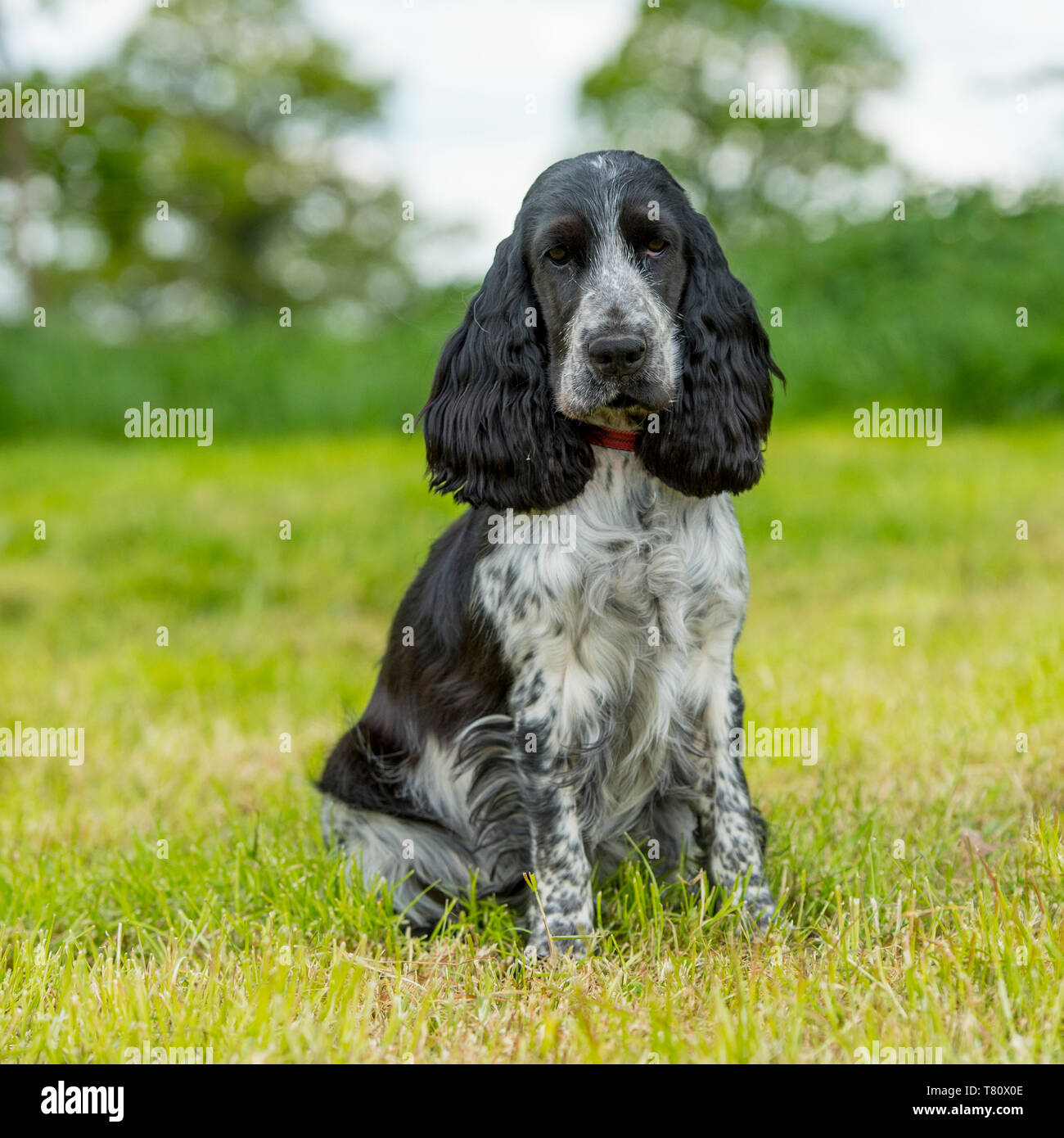 english cocker spaniel Stock Photo - Alamy