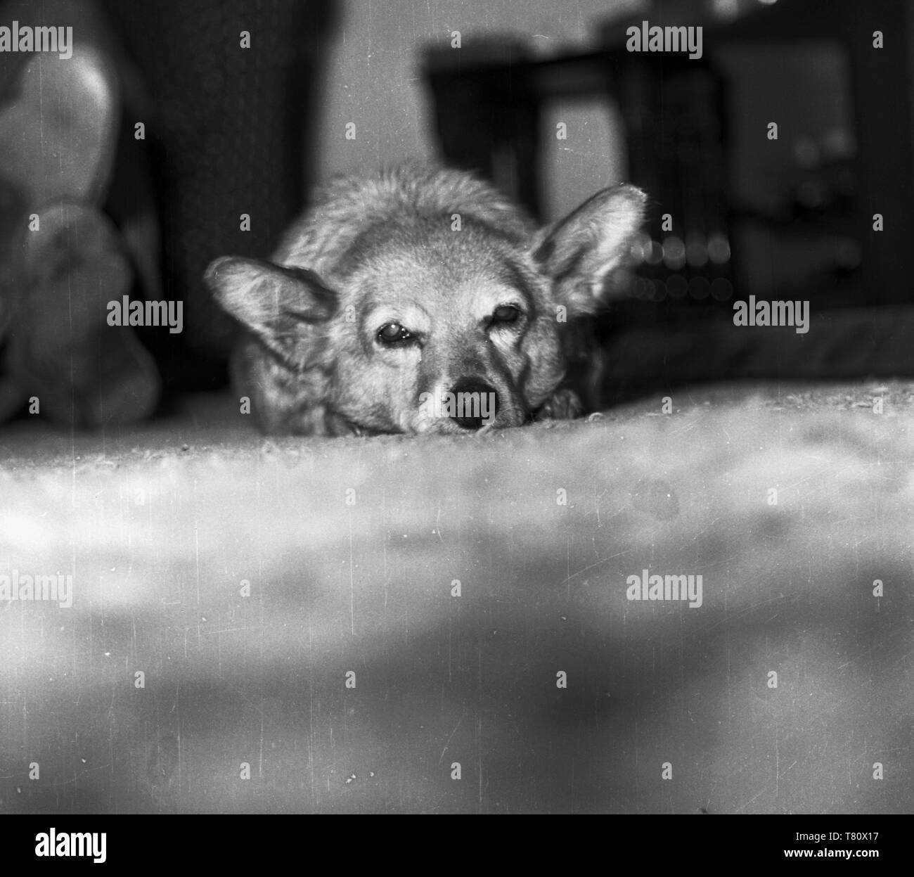 Unusual and amusing dog-eye angle of a contented-looking family pet ...