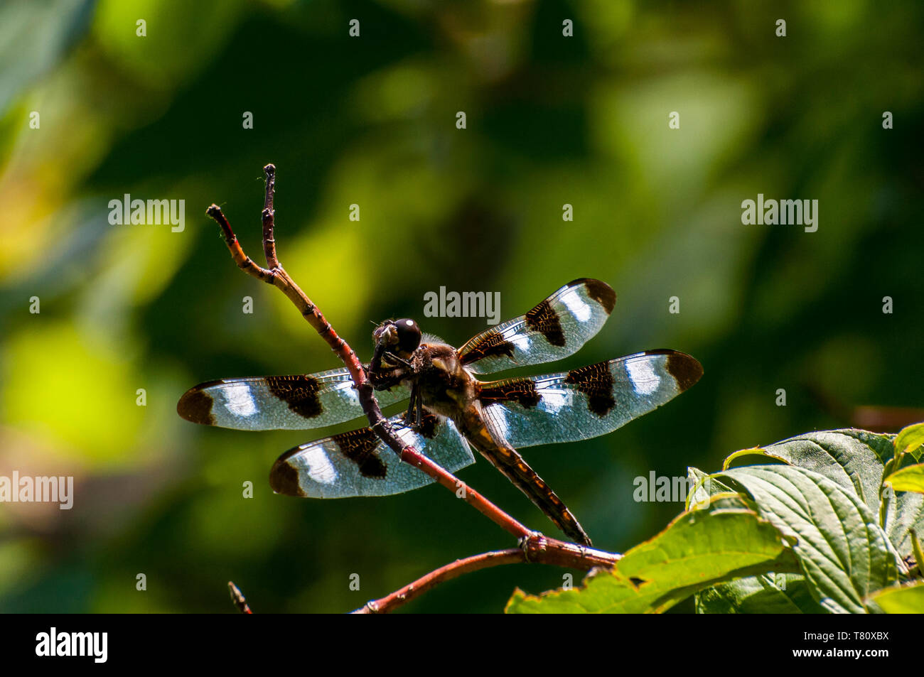 Vadnais Heights, Minnesota. Vadnais lake regional park. Twelve-spotted ...