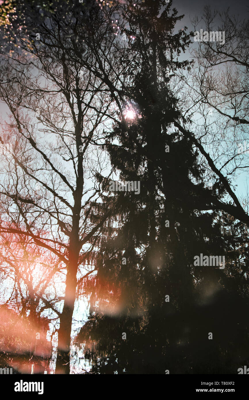 A fir tree and the sun reflect in the lake Stock Photo - Alamy