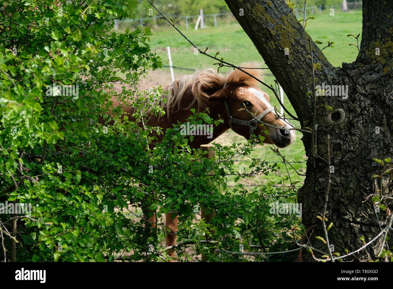 Brown horse behind trees Stock Photo - Alamy