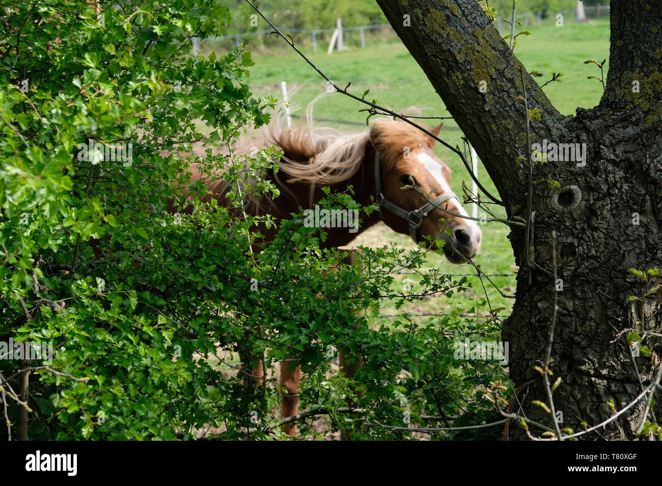 Horse next to the tree hi-res stock photography and images - Alamy