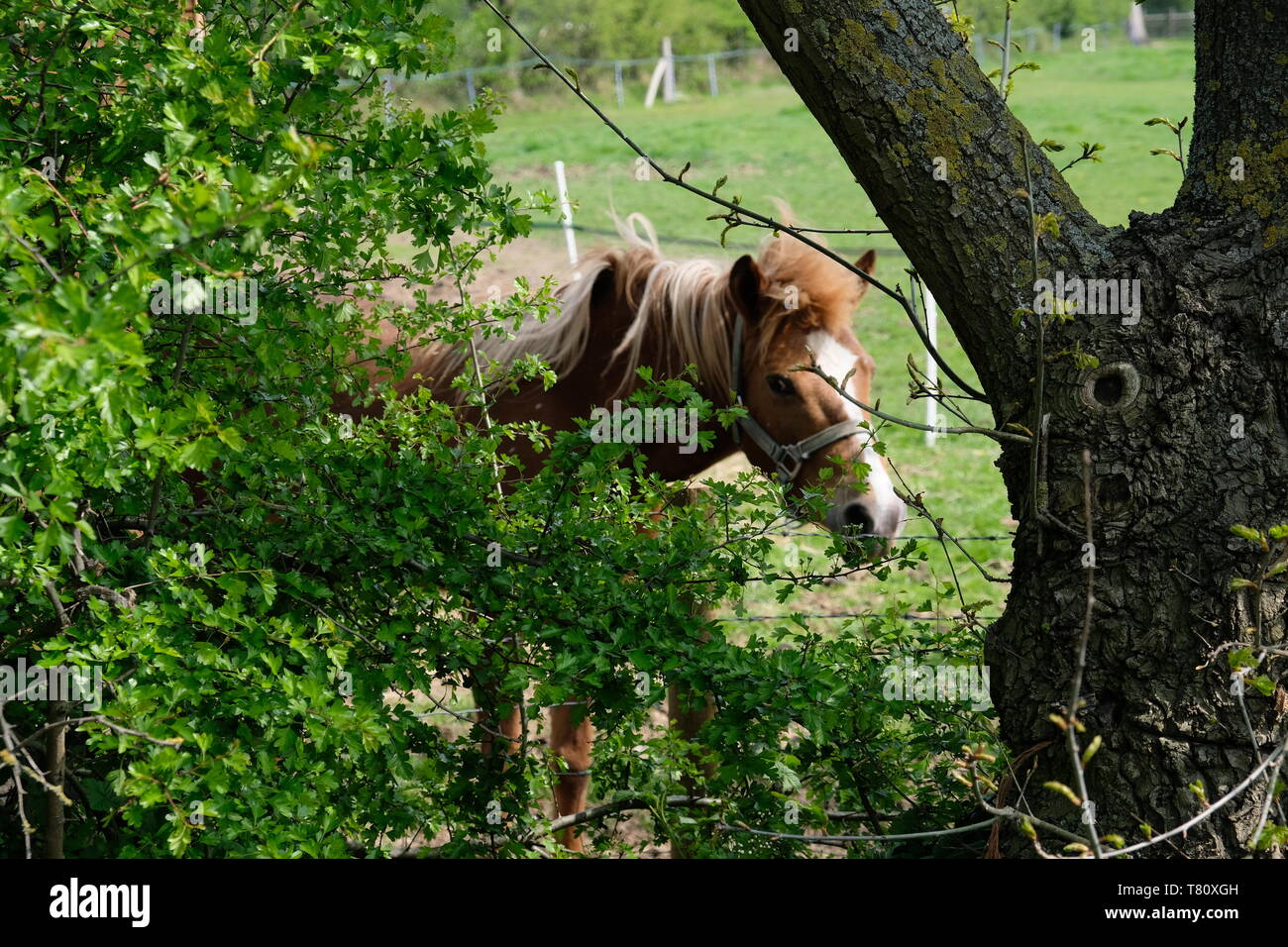 Brown horse behind trees Stock Photo - Alamy