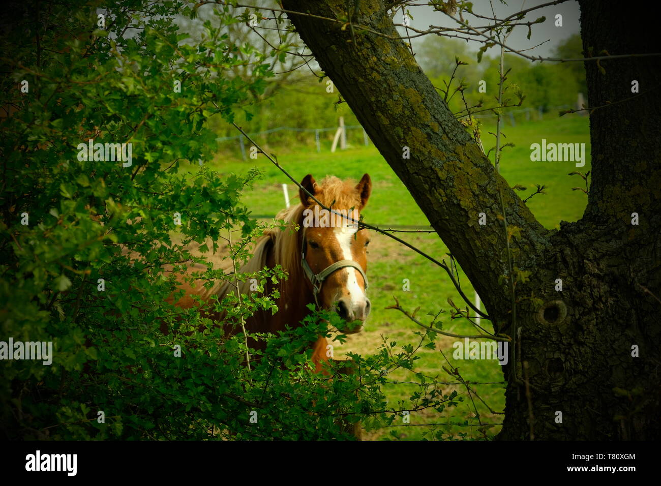 Brown horse behind trees Stock Photo - Alamy