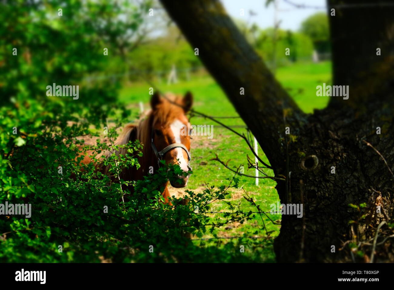 Brown horse behind trees Stock Photo - Alamy