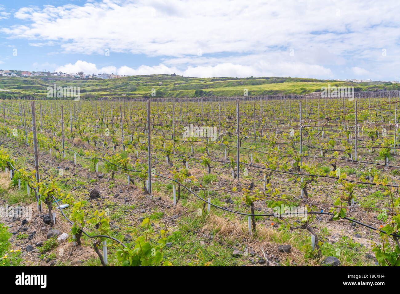 Grape vine santorini hi-res stock photography and images - Alamy