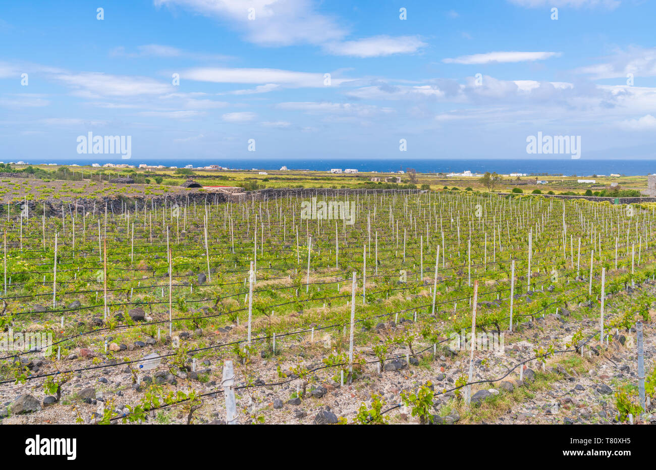 Grape vine santorini hi-res stock photography and images - Alamy