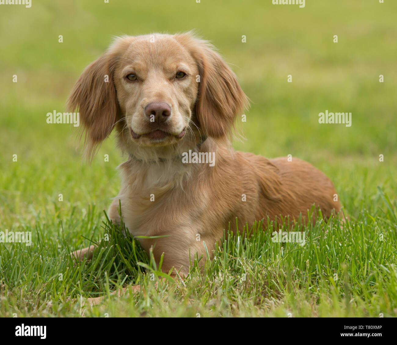 golden working cocker spaniel dog Stock Photo - Alamy