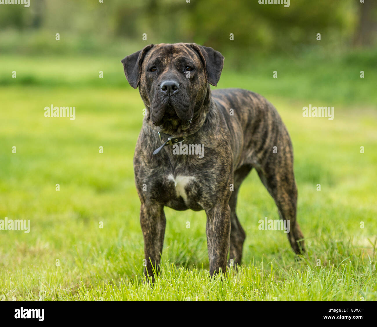 Presa Canario Dog Stock Photos & Presa Canario Dog Stock Images - Alamy