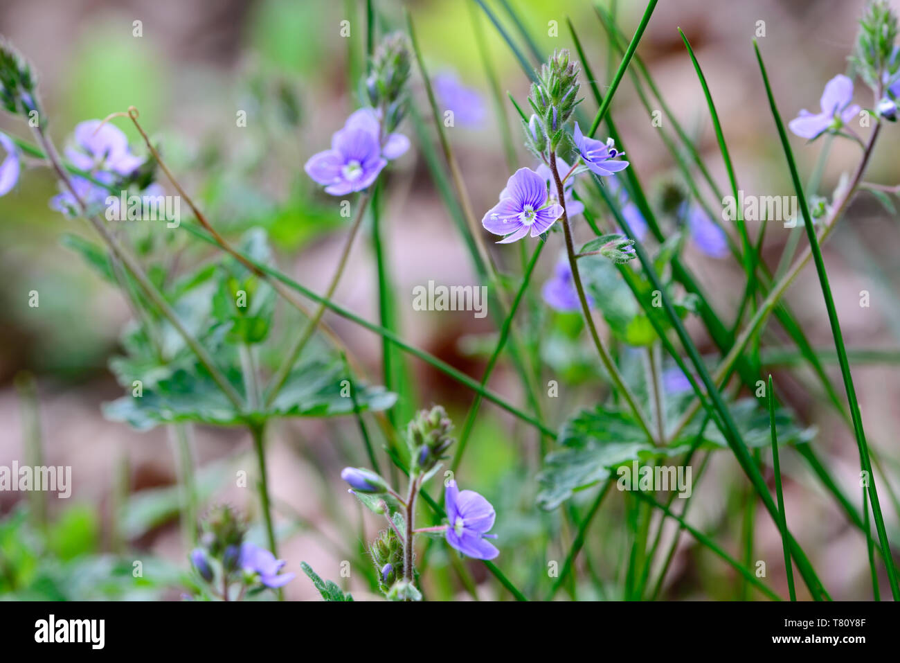 Veronica chamaedrys, germander speedwell small blue flowers in forest ...
