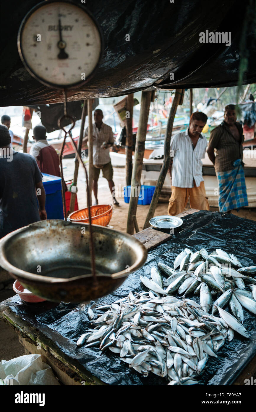 Fish market at dawn, Galle, South Coast, Sri Lanka, Asia Stock Photo ...