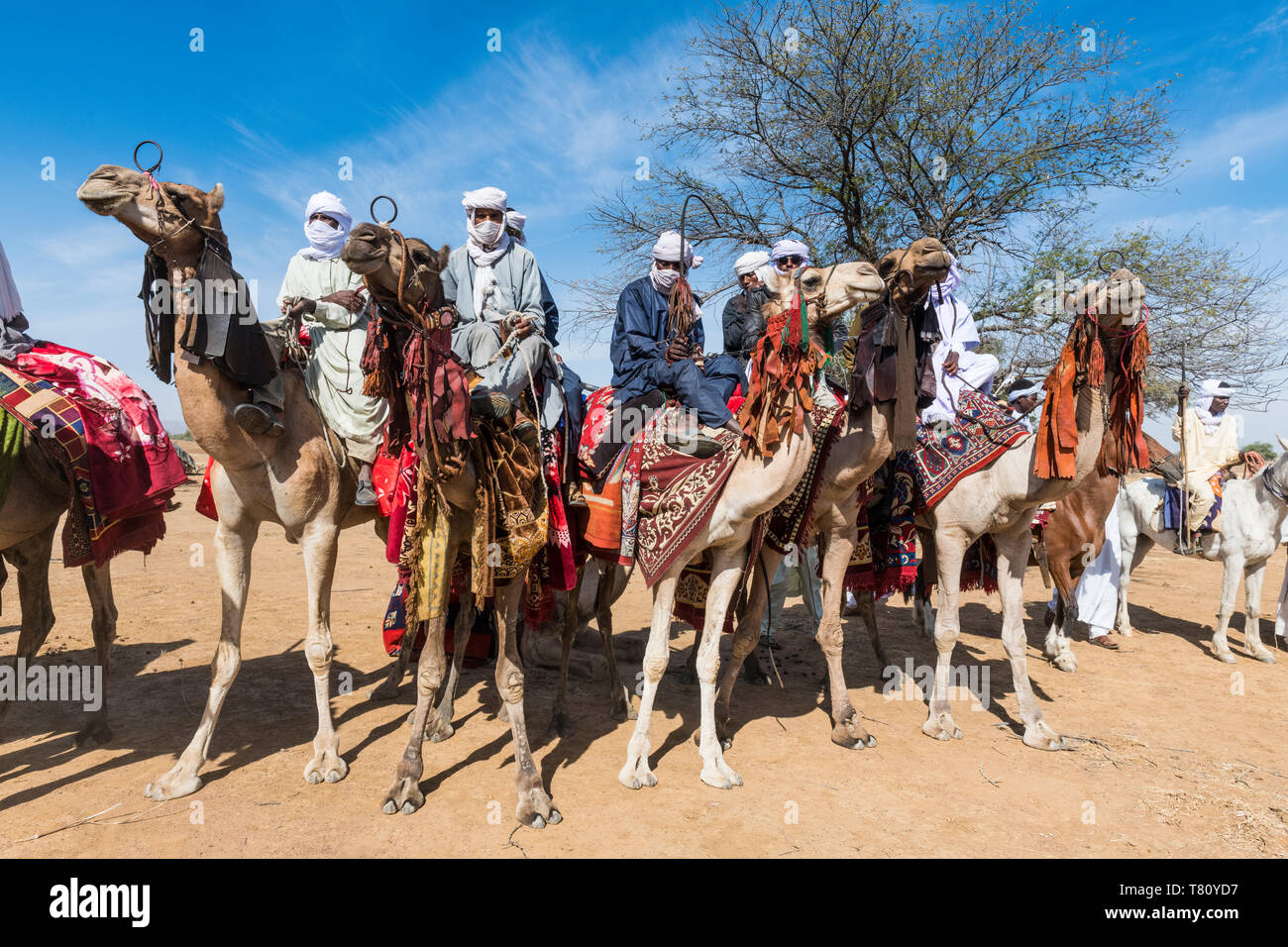 Colourful camel riders at a Tribal festival, Sahel, Chad, Africa Stock ...