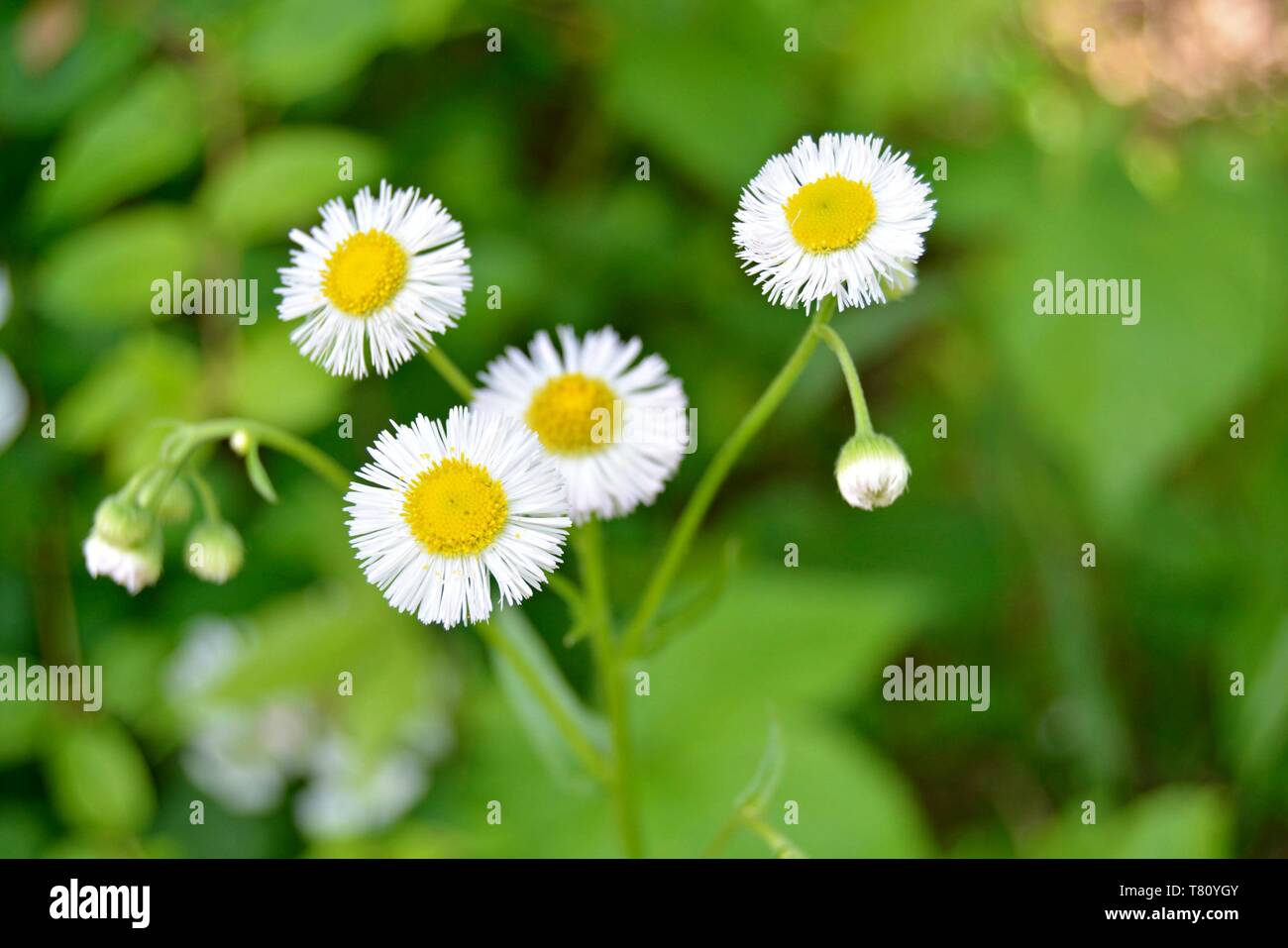 Closeup of white daisy with green background Stock Photo - Alamy