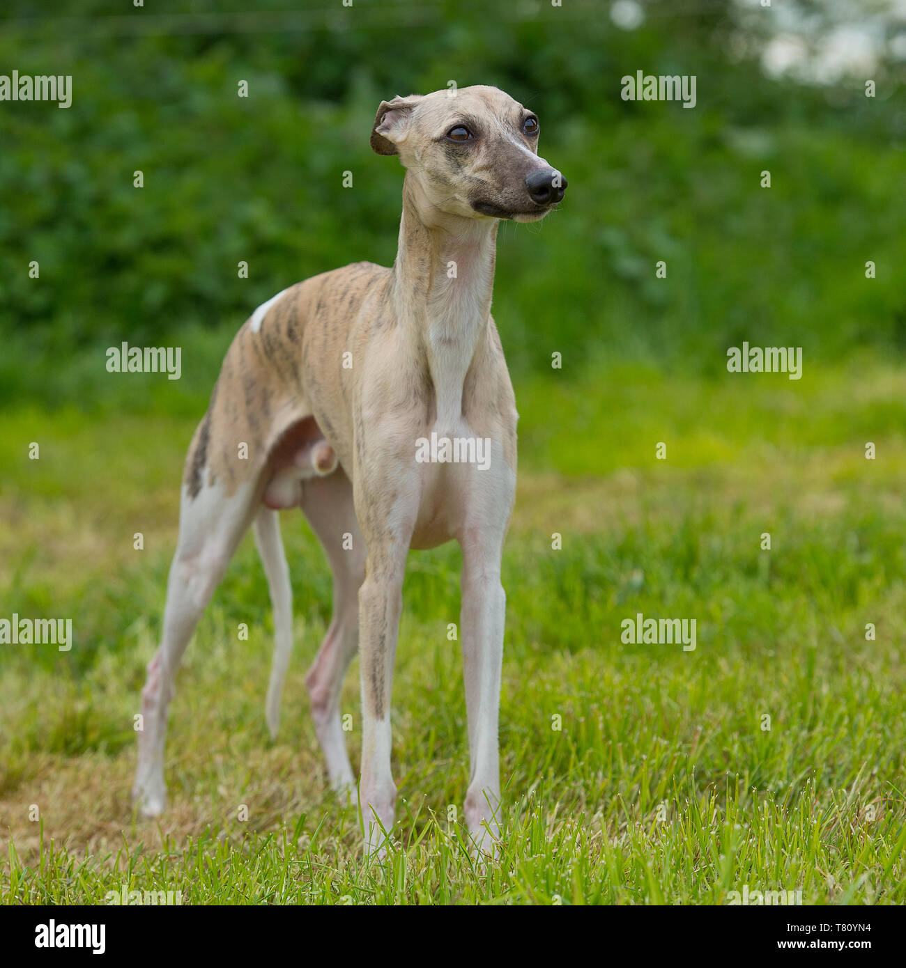 Fast whippet hi-res stock photography and images - Alamy