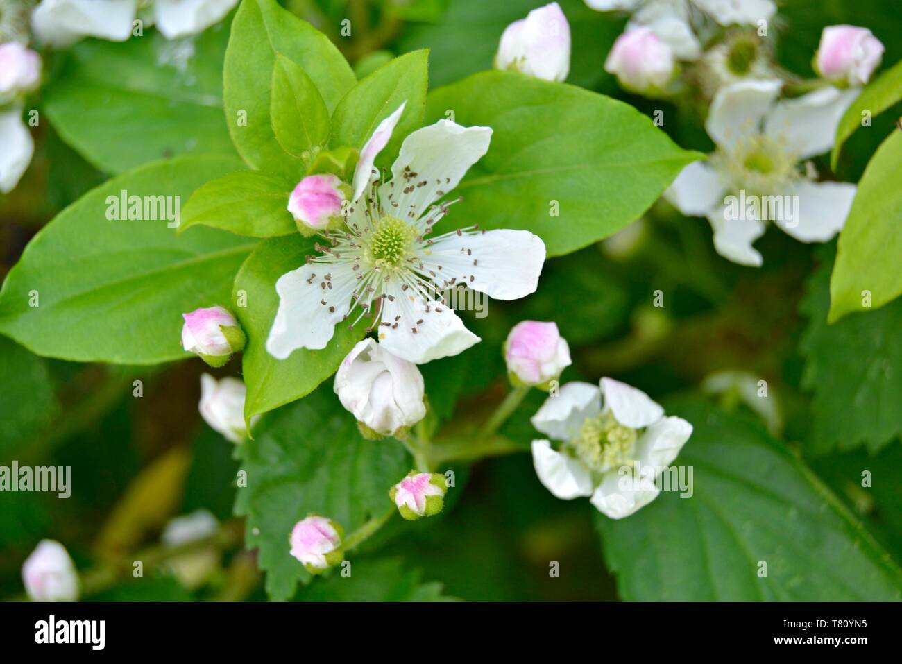 Blackberry Leaves And Flowers High Resolution Stock Photography and ...