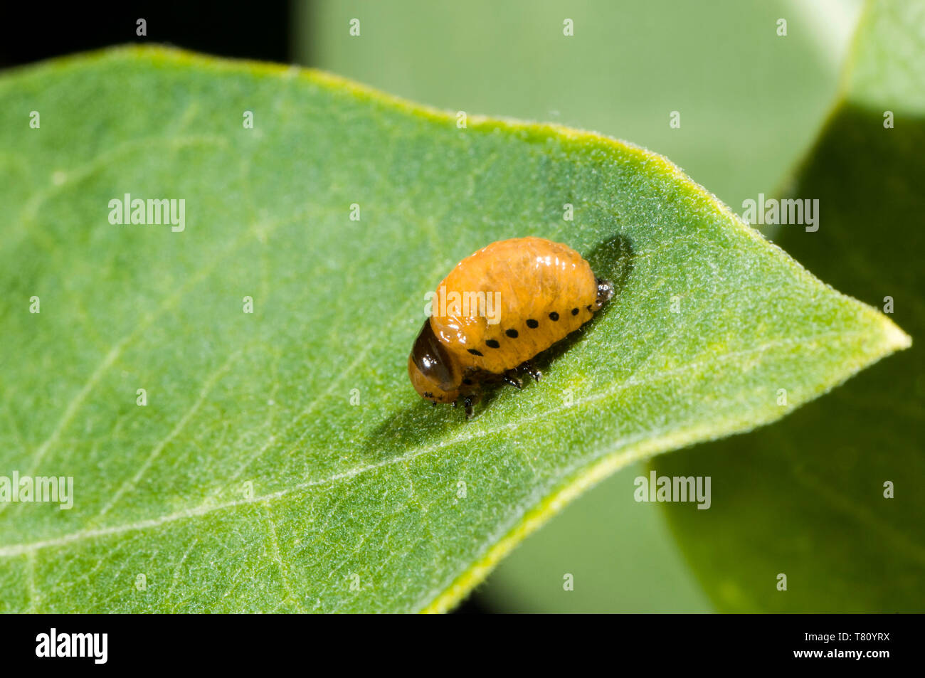 Vadnais Heights, Minnesota. Swamp Milkweed Leaf Beetle larva ...