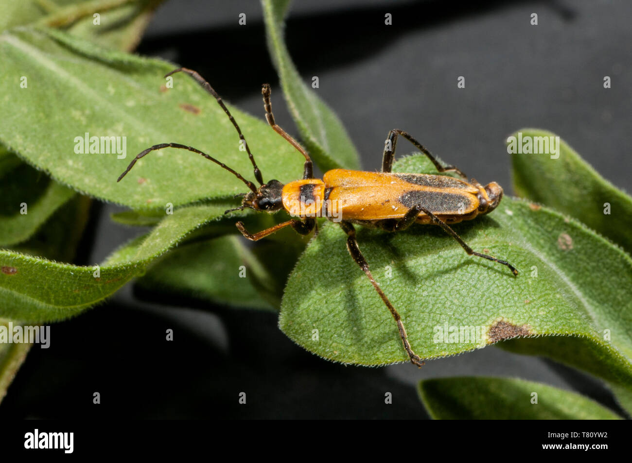 Pennsylvania bug hi-res stock photography and images - Alamy