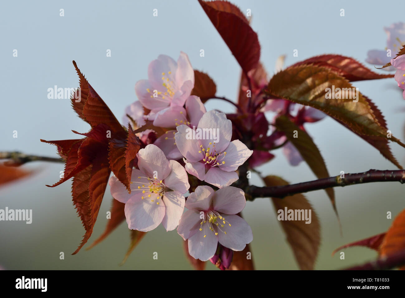 Close up of a branch of pink cherry blossom Stock Photo - Alamy