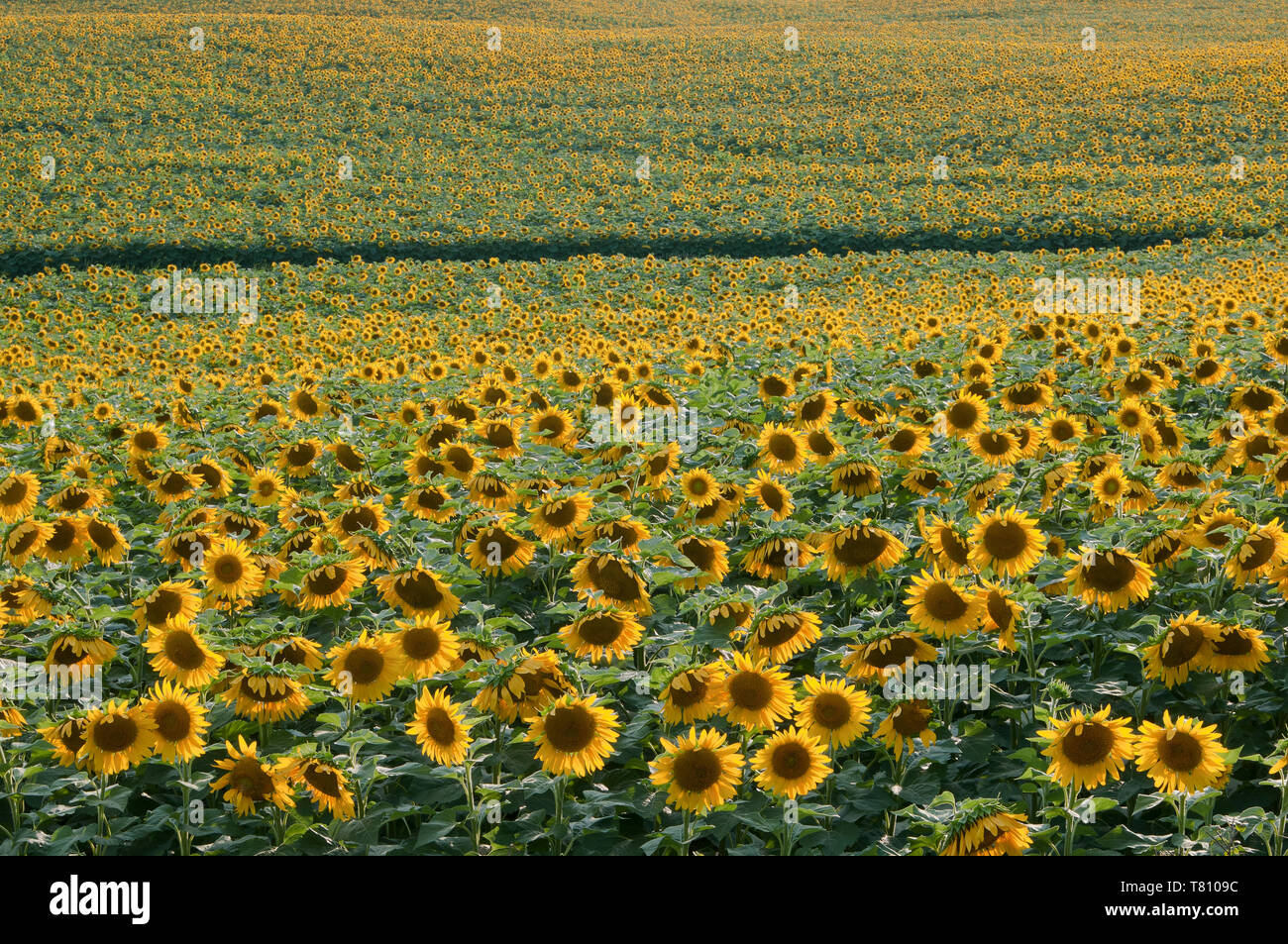 Flower Fields In Minnesota