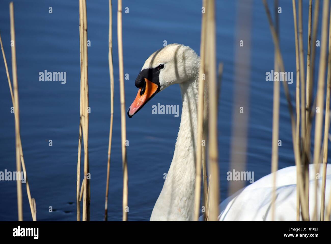 Animal shadow hi-res stock photography and images - Alamy