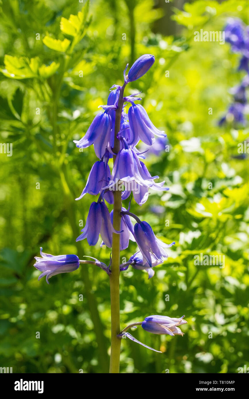 A close up of some beautiful bluebell flowers growing wild in a north ...
