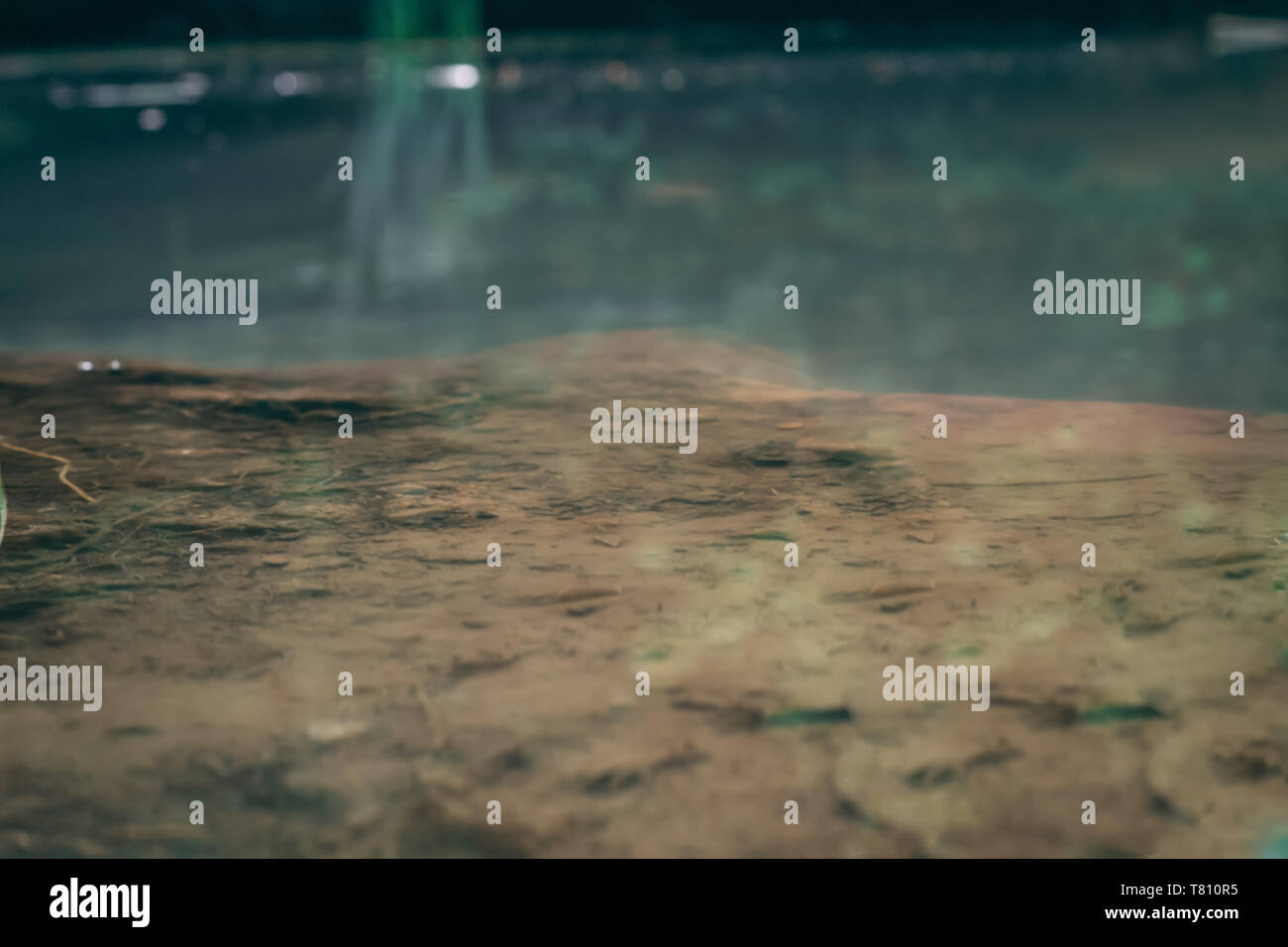 close up of small pond with mud drop off Stock Photo - Alamy