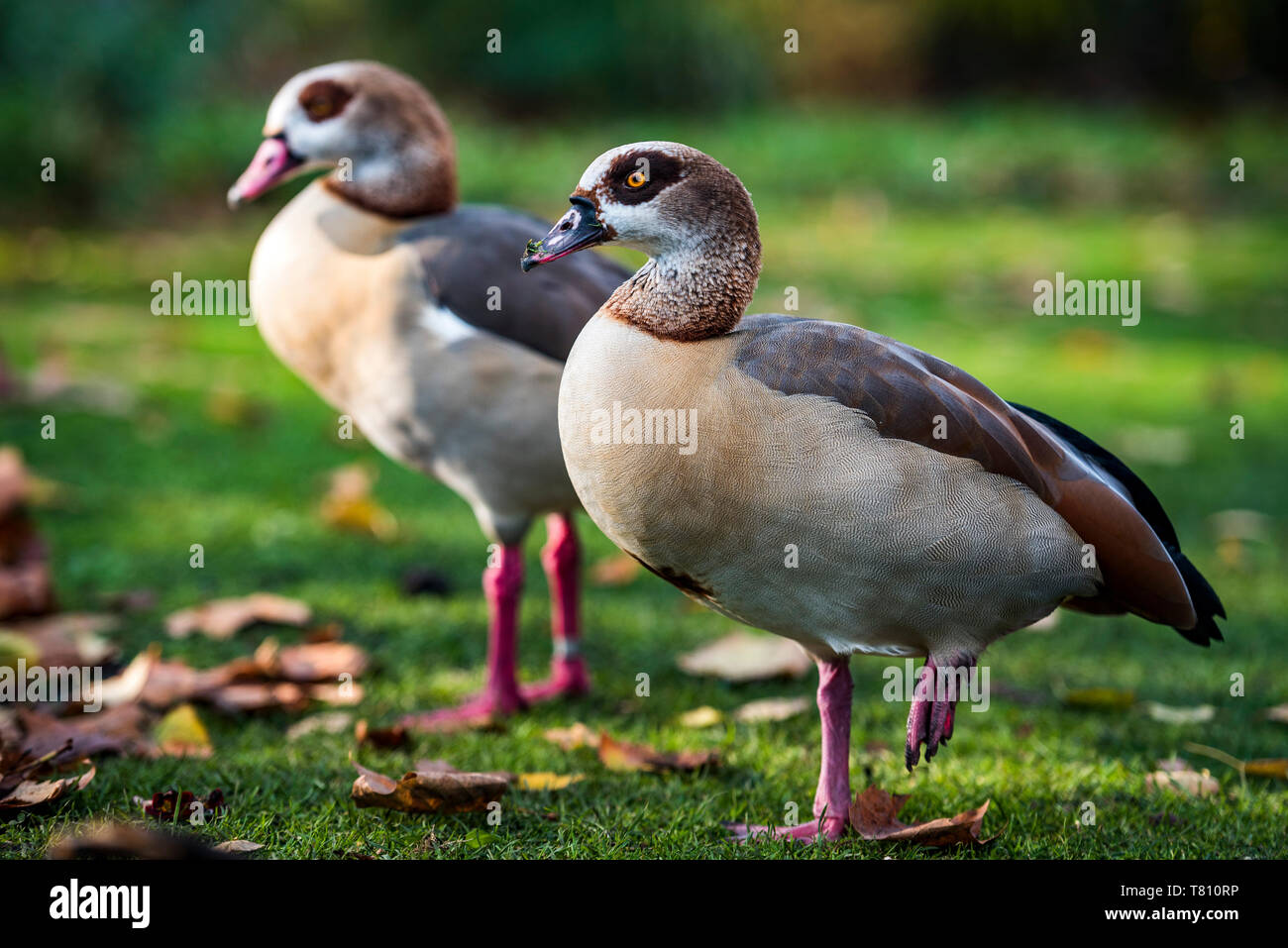 Egyptian Geese in Regents Park, one of the Royal Parks of London ...