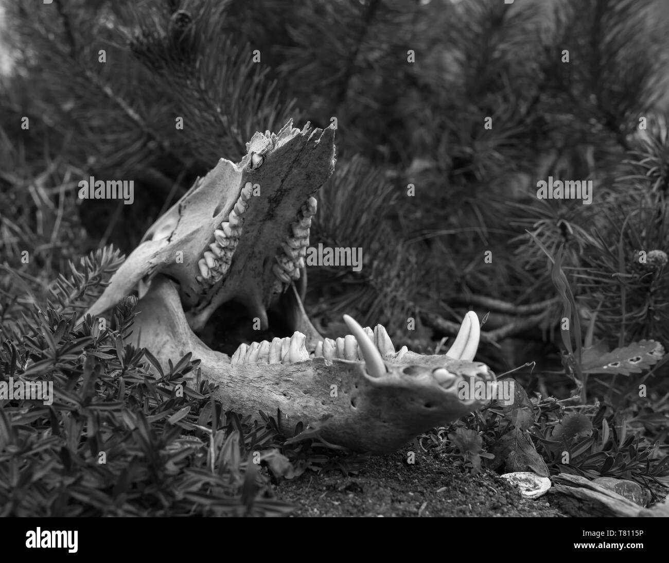 Razorback Boar Skull