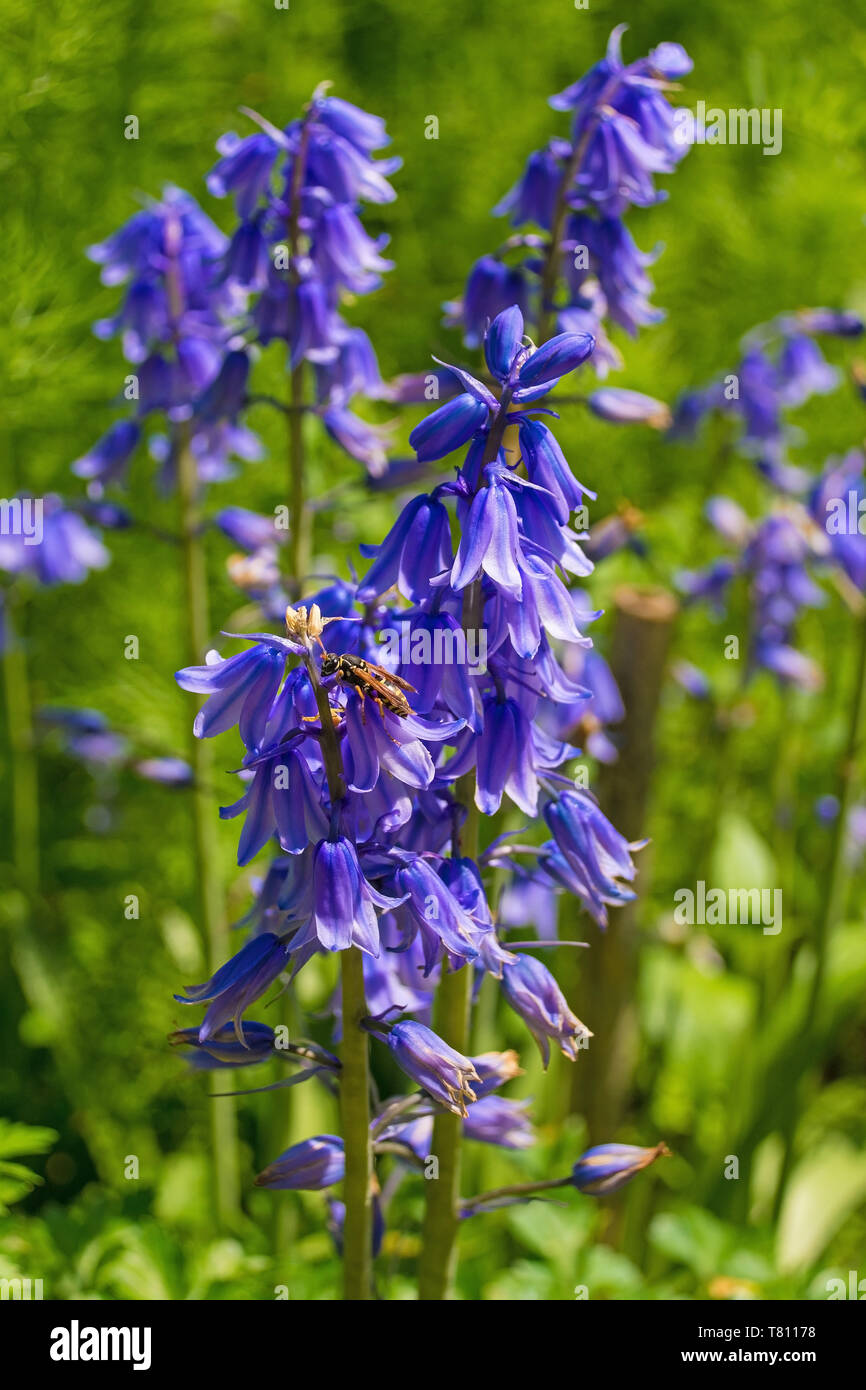 A close up of some beautiful bluebell flowers growing wild in a north ...