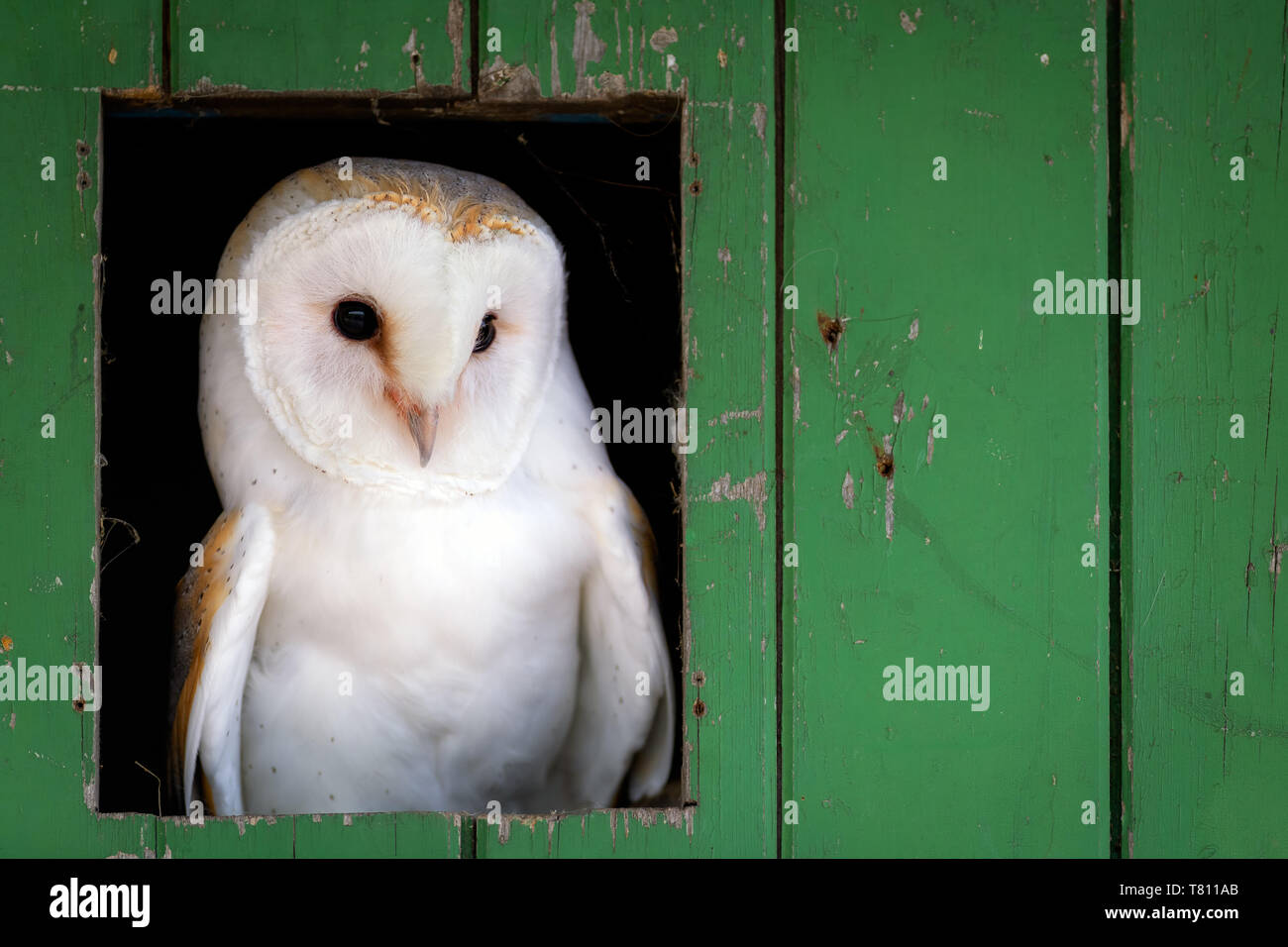 Common barn owl (Tyto alba) sitting in barn door, Yorkshire, England ...