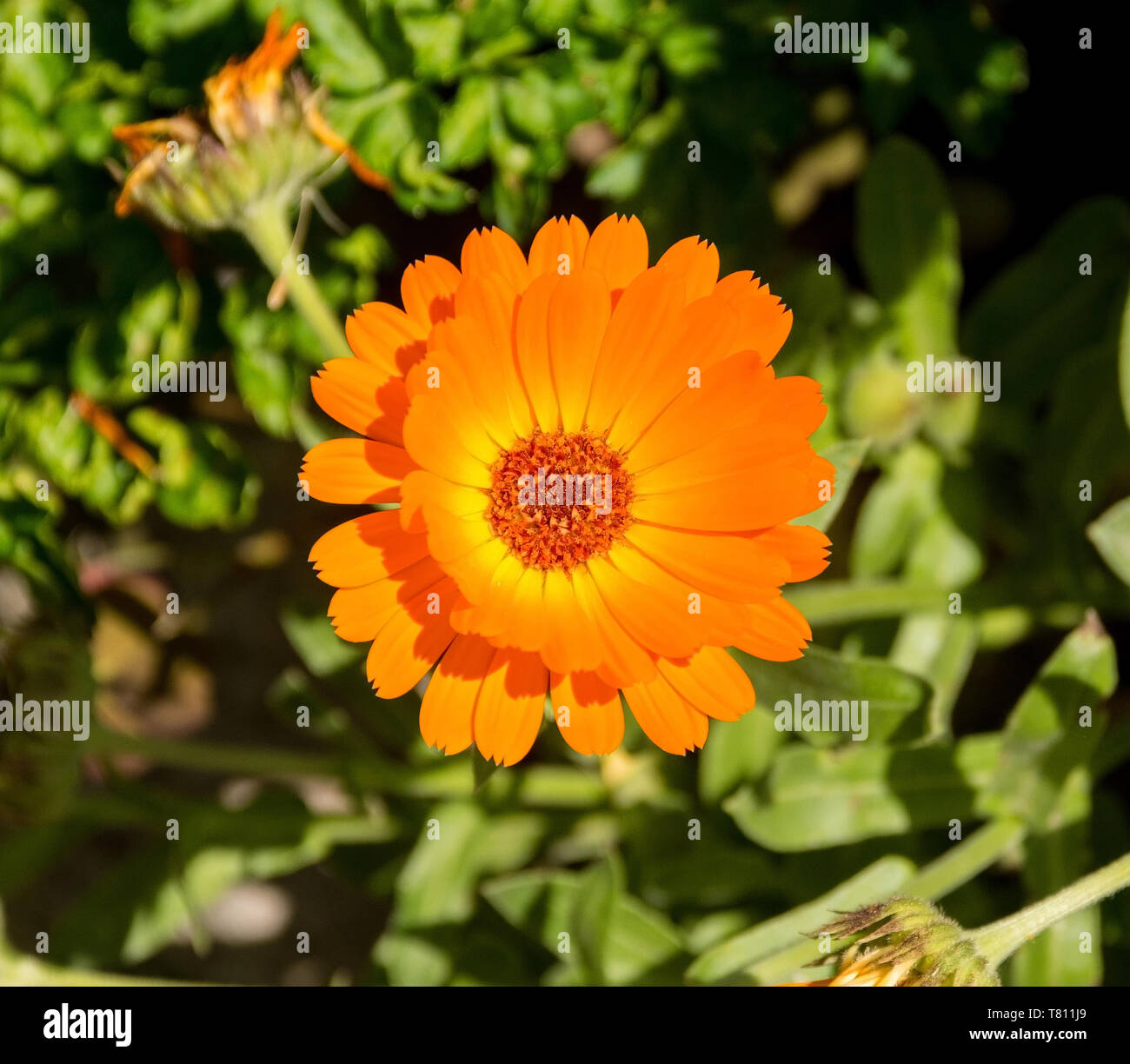 English marigold hi-res stock photography and images - Alamy