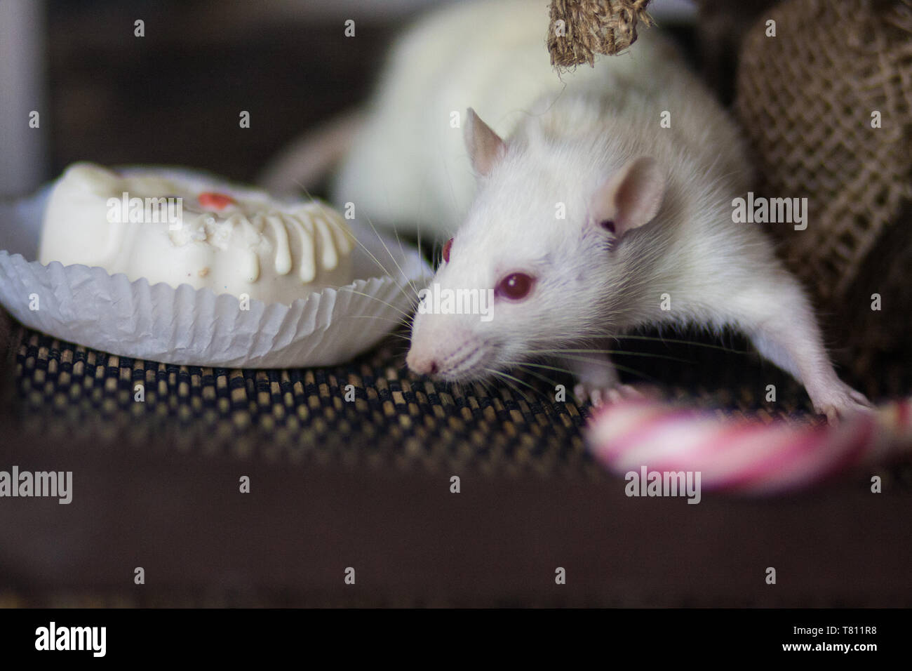 Mouse Eating Smarties