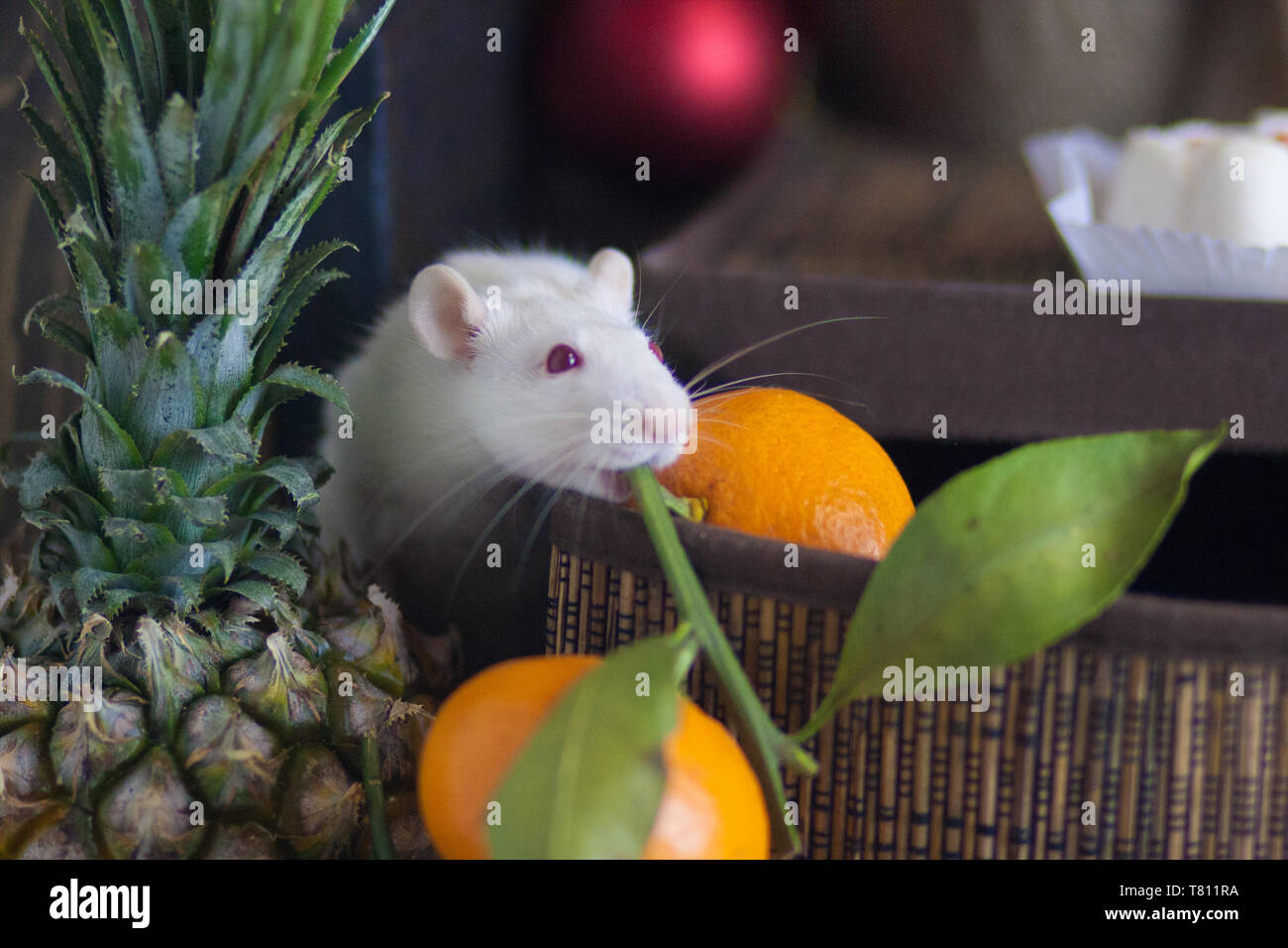 Problvat hi-res stock photography and images - Alamy