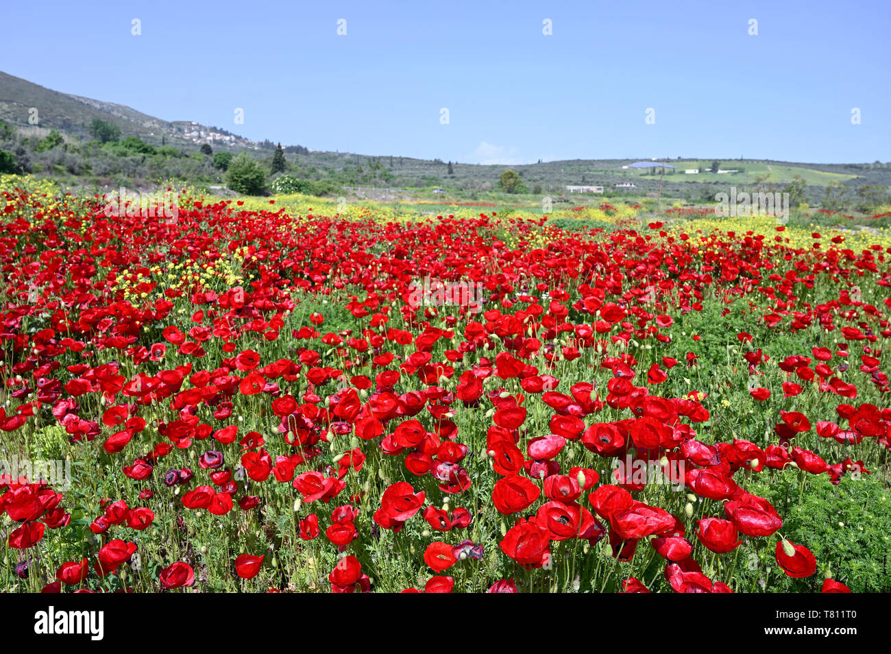 Poppy sprouts hi-res stock photography and images - Alamy