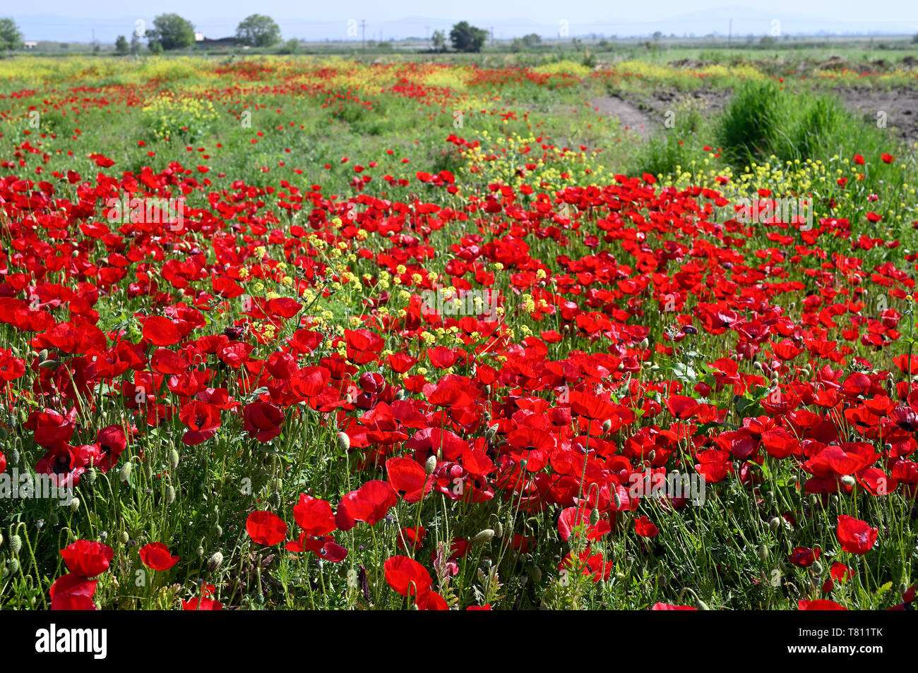 Poppy sprouts hi-res stock photography and images - Alamy
