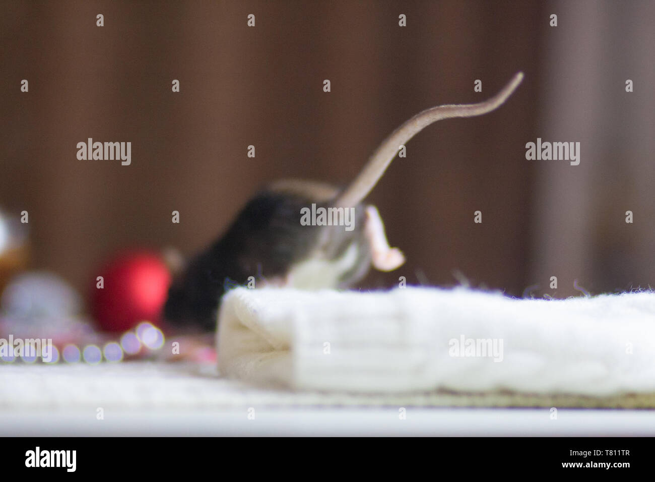 The concept of a kitchen thief. Mouse thief. Gray rats Gray mouse. Rat ...