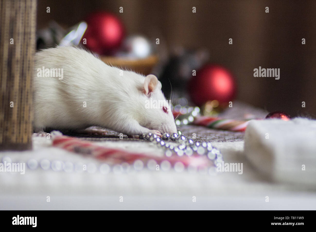 Christmas mouse. Rat with decorations. White mouse. White rat. Festive ...