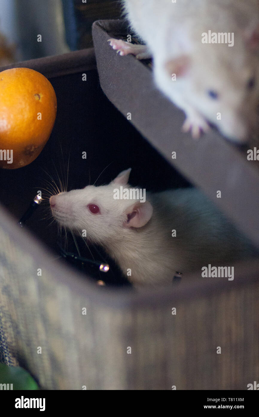 Mouse in the box. Rats in a basket. White mouse. white rat. Sit in the ...