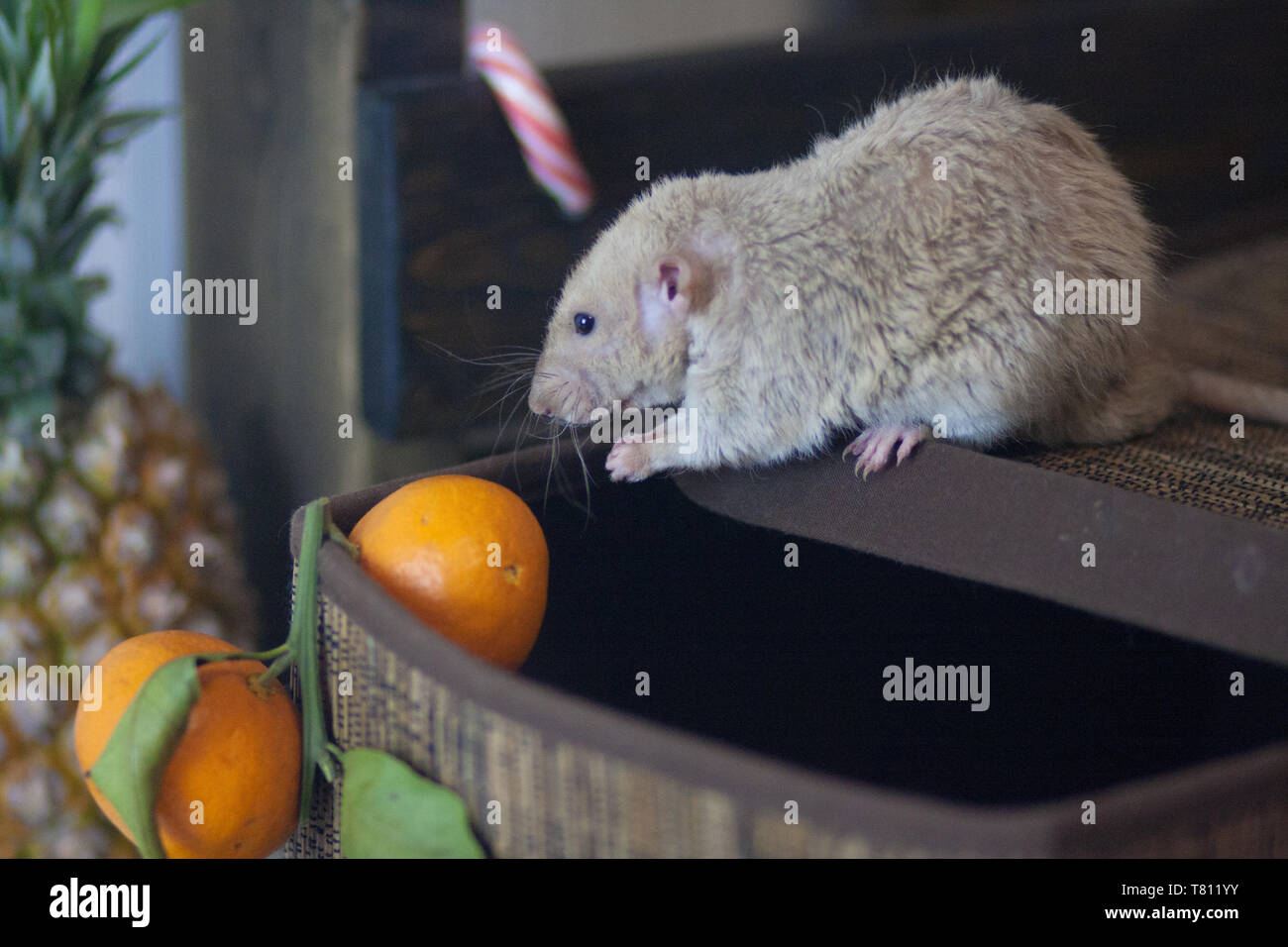 Mouse and fruit. Rat and food. Beige mouse. Beige rat. Fruit warehouse ...