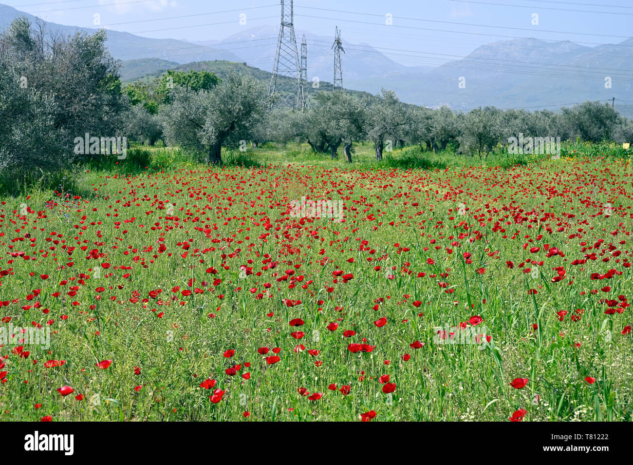 Poppy flowers and olive trees Stock Photo - Alamy