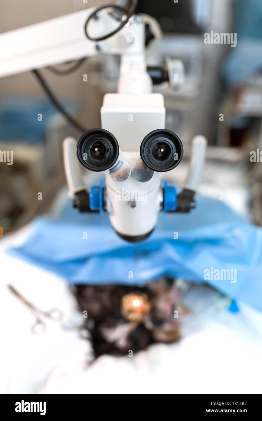 Vet ophthalmologist surgical microscope in operating room. and dog with ...