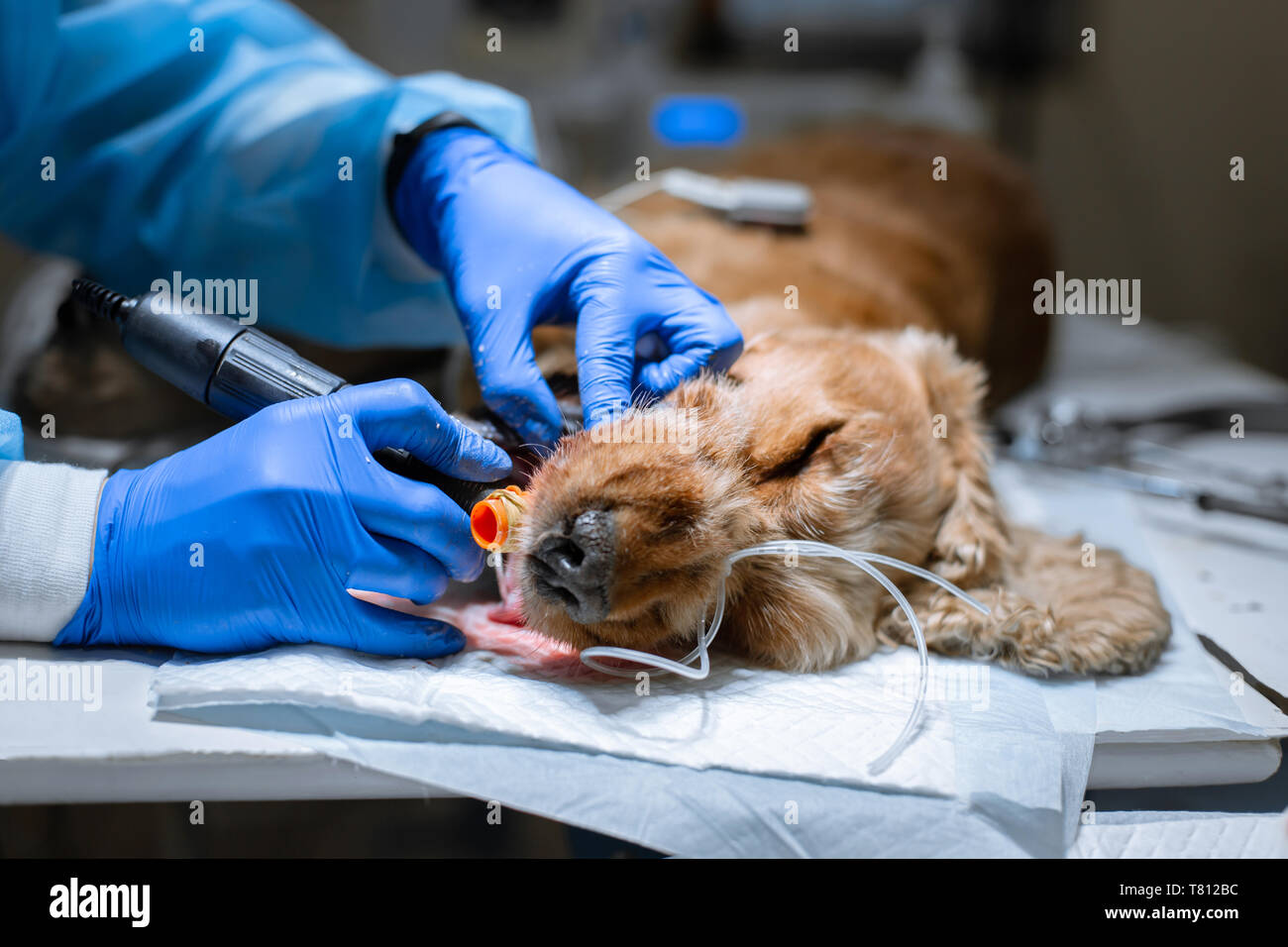 close-up procedure of professional teeth removing dog in a veterinary ...