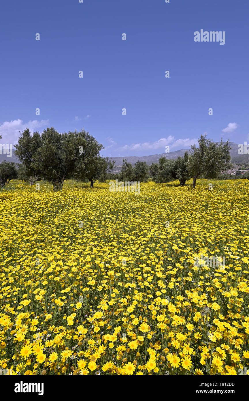 Olive crown hi-res stock photography and images - Alamy