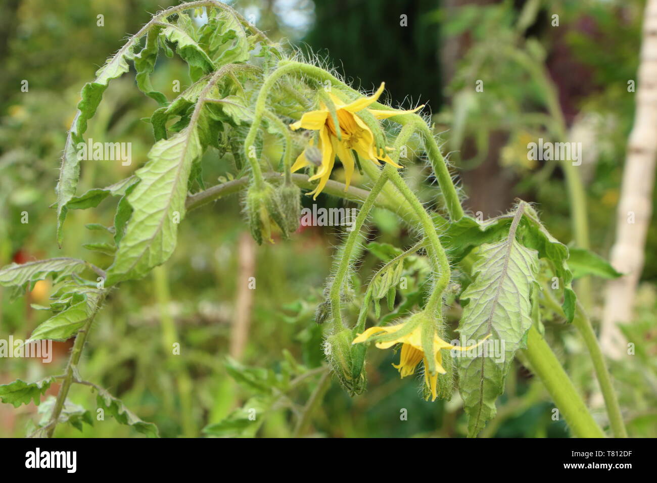 Flowers of tomatoes plant in a vegetable garden during spring Stock ...