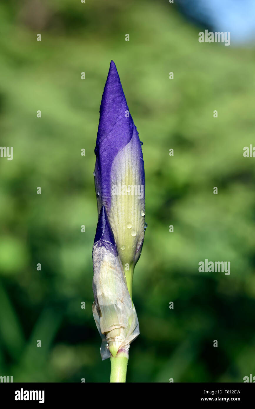 Purple bud colour hi-res stock photography and images - Alamy