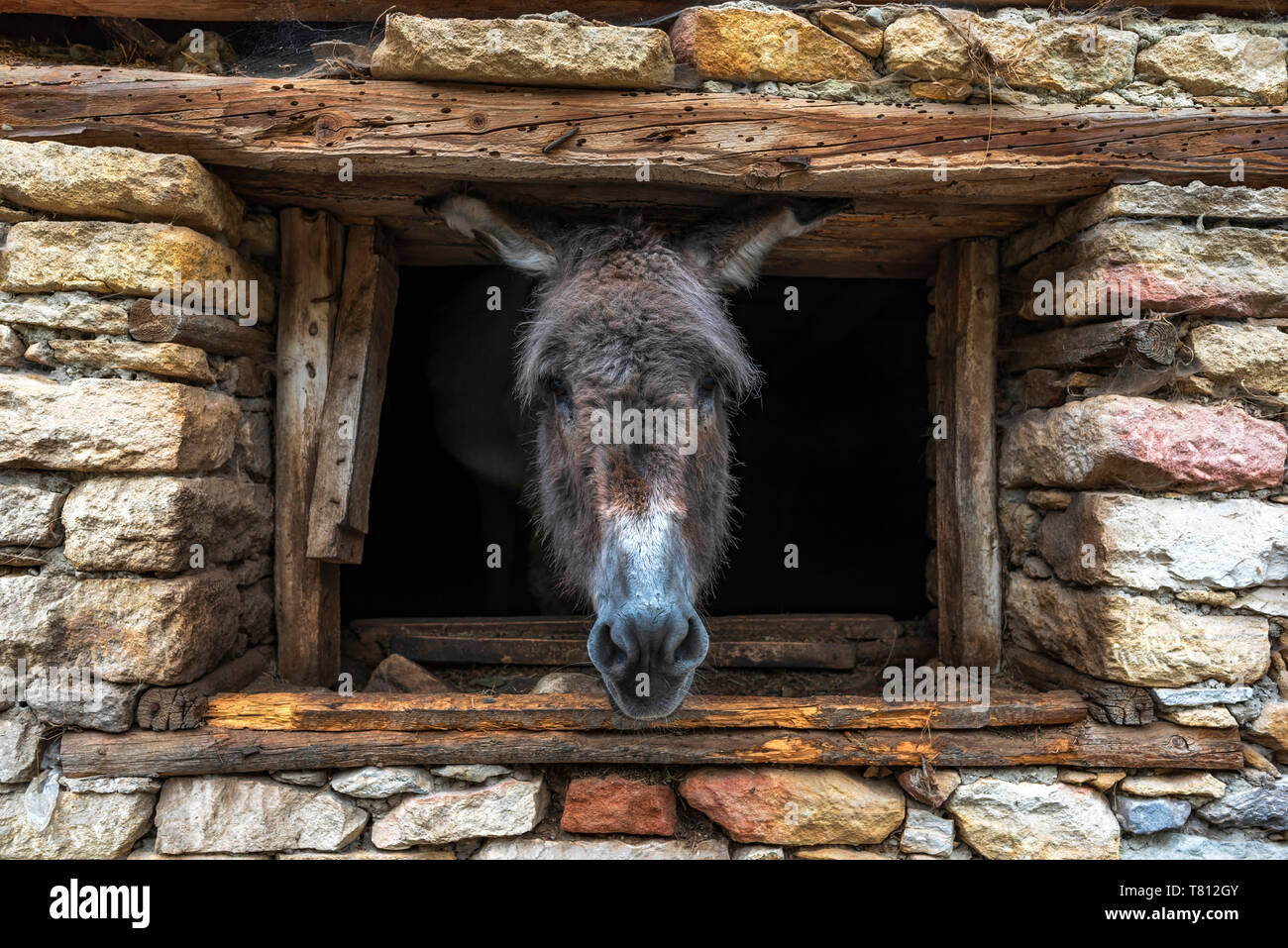 Portrait of donkey looking through window of old stone building Stock ...