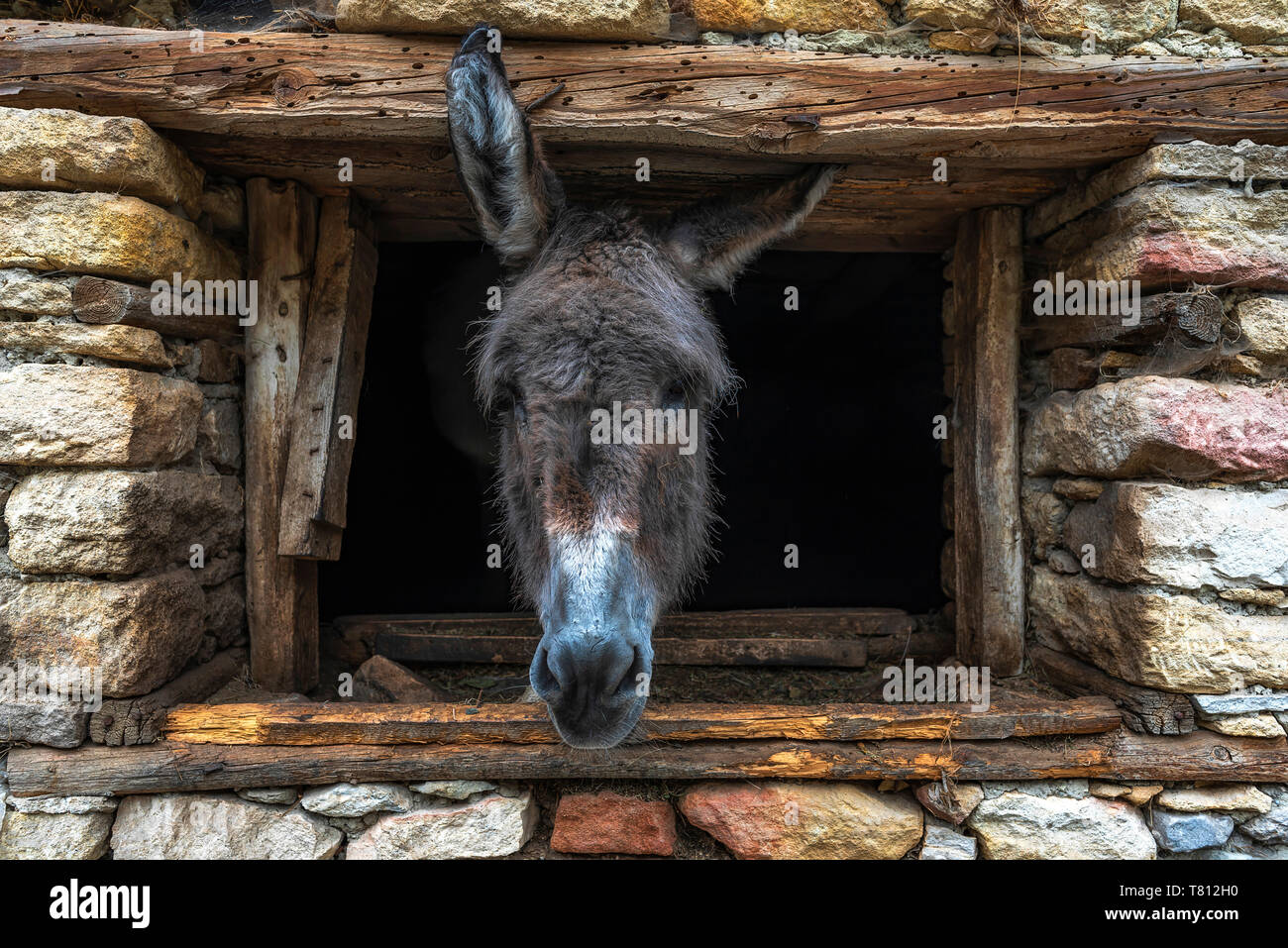 Portrait of donkey looking through window of old stone building Stock ...