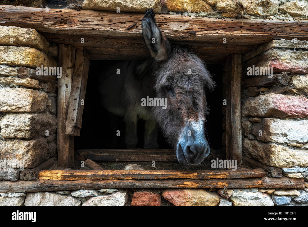 Portrait of donkey looking through window of old stone building Stock ...